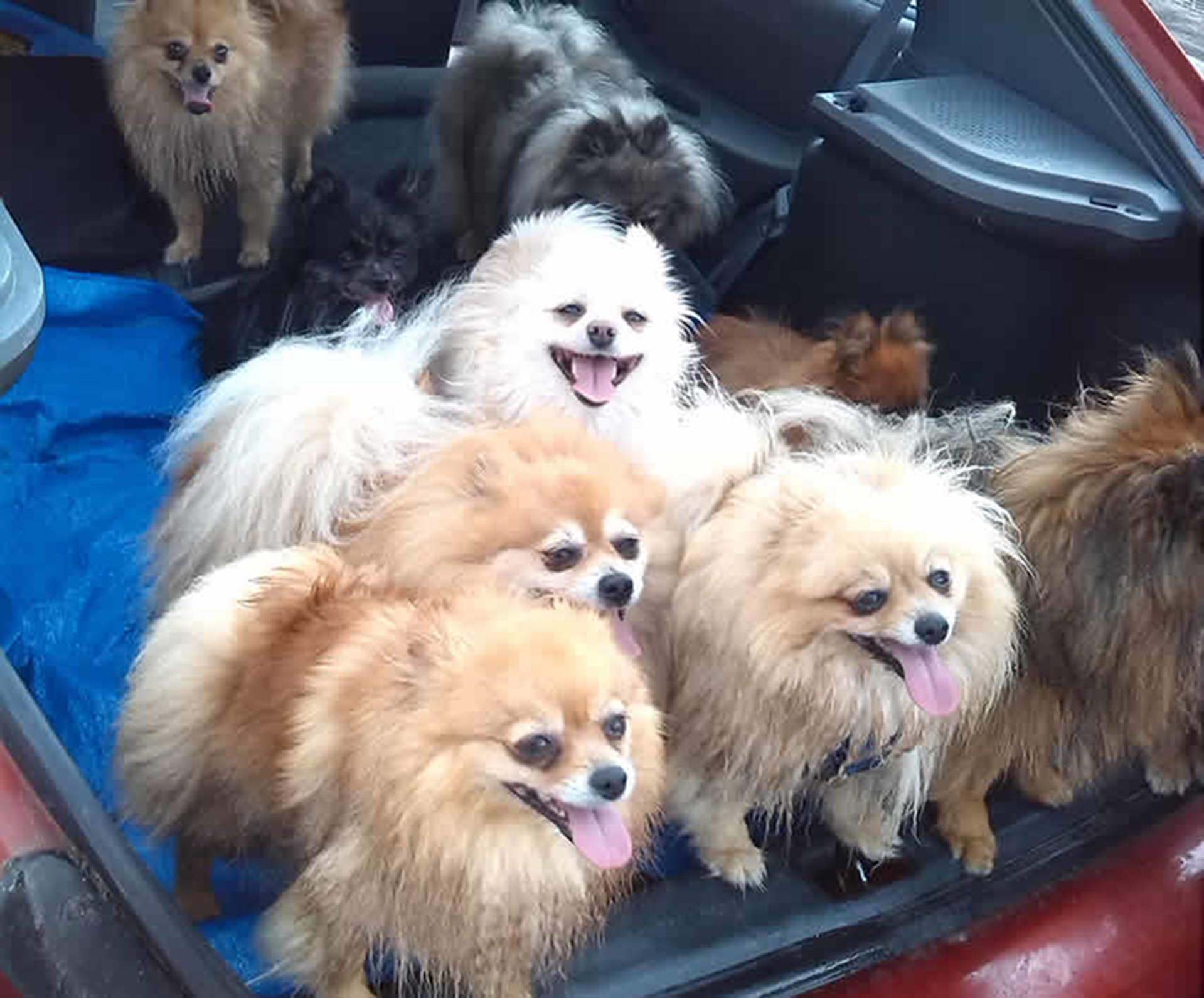 Autofile - News / AA to the rescue of canine family