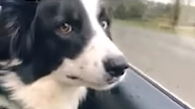Autofile - News / Dog tries to ‘eat’ passing cars