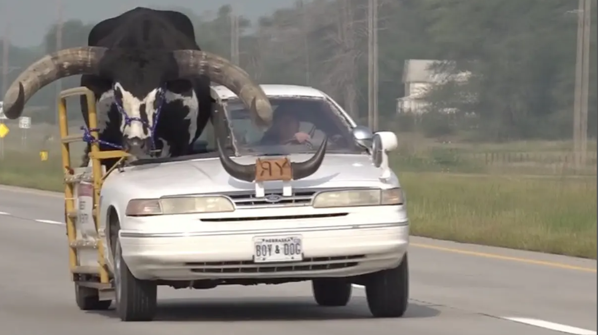 Autofile - News / Bull caught riding shotgun